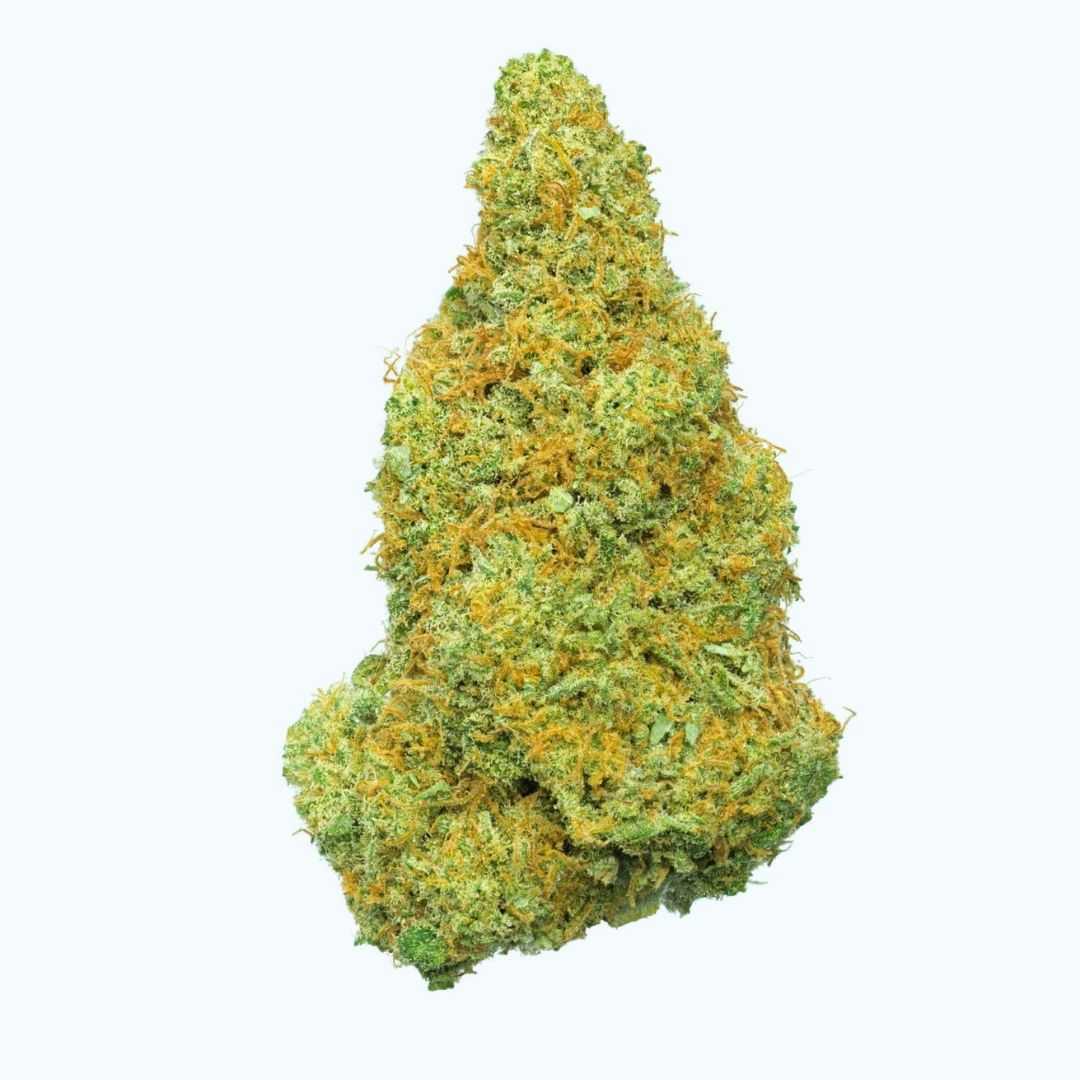 Mango Kush Indoor hydroponique » Yamnaya